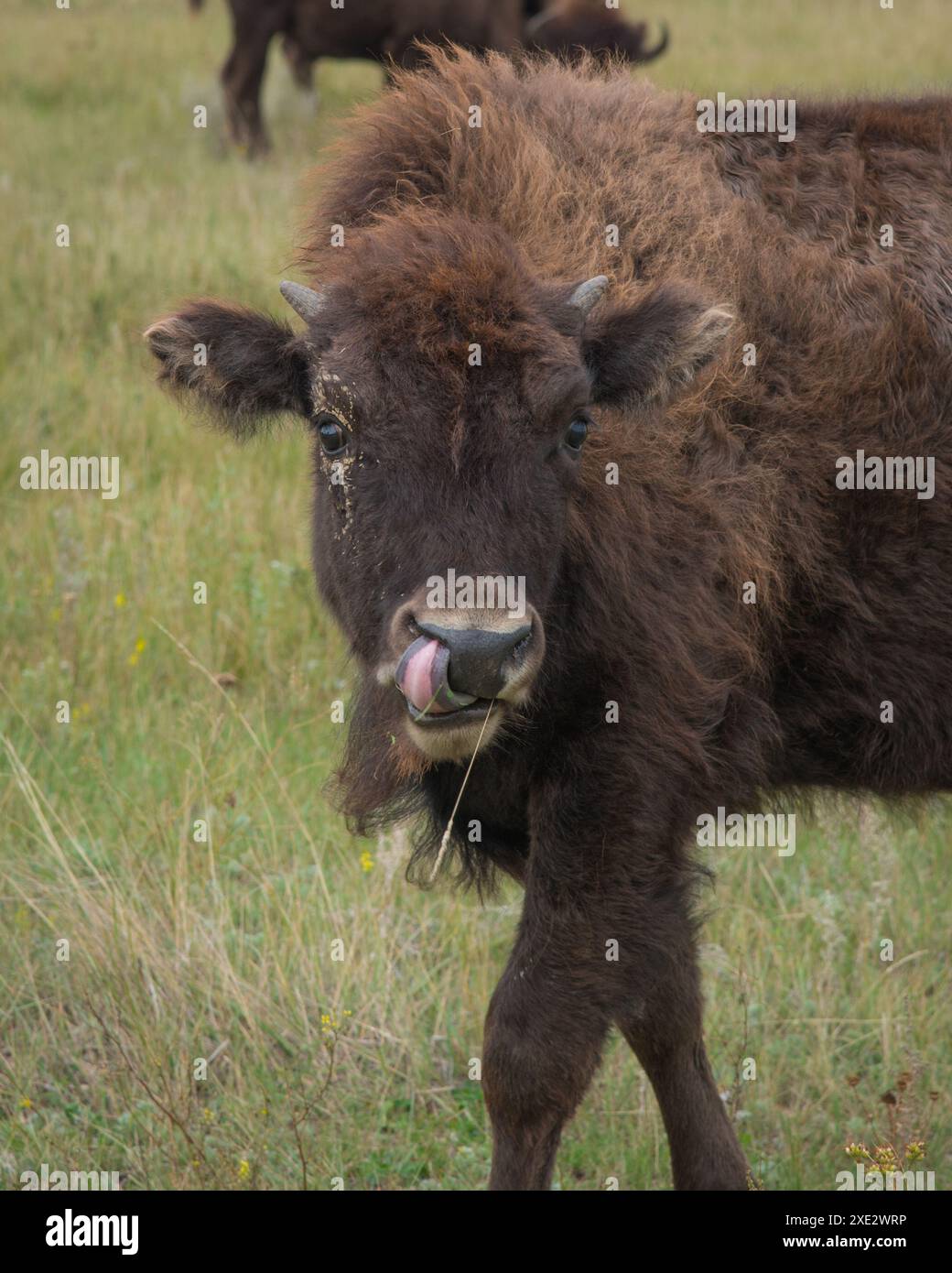 A young bison buffalo licks his lips while looking at the camera, North ...