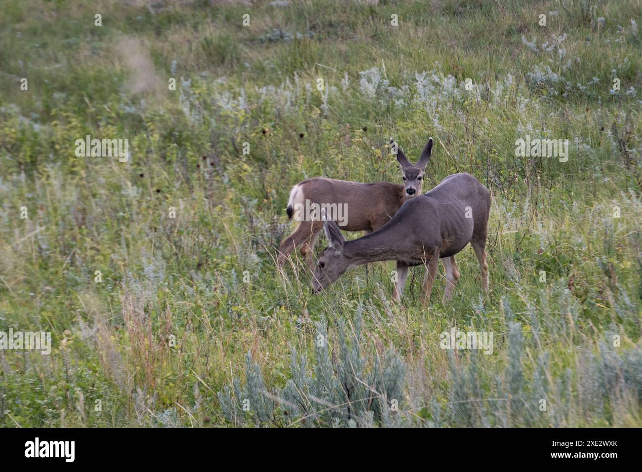 Two doe mule deer graze in prairie grass younger one looking at camera ...