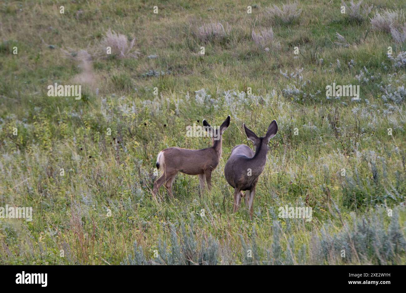 Two doe mule deer look away from camera showing their big ears ...