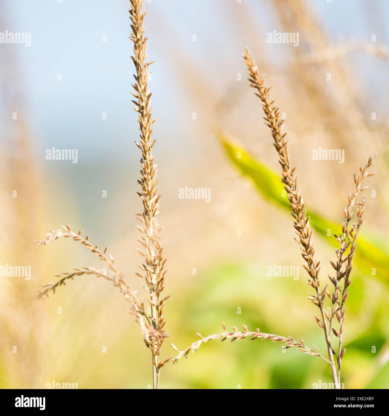 Background green stalks corn hi-res stock photography and images - Alamy