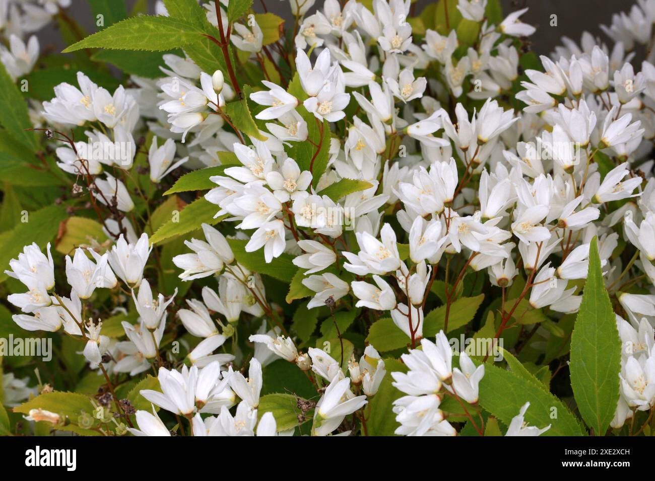 Slender Deutzia or Japanese Snow Flower, Deutzia gracilis "Nikko ...