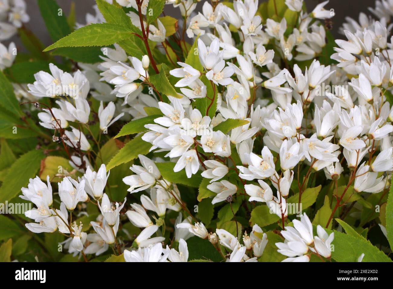 Slender Deutzia or Japanese Snow Flower, Deutzia gracilis "Nikko ...