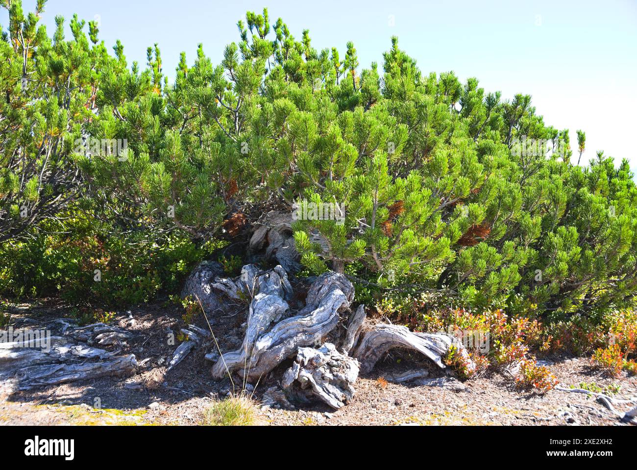 Mountain pine growing in the upper tree line with impressive old roots ...