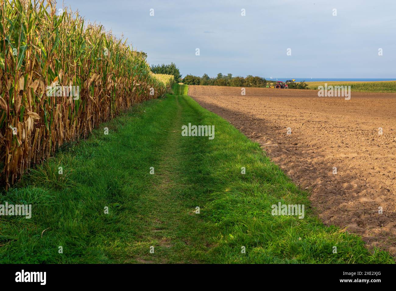 Grass dirt path blue sky hi-res stock photography and images - Alamy