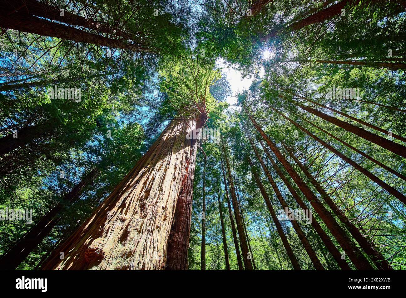 Majestic Redwood Forest Canopy with Sunlight Filtering Through Trees ...