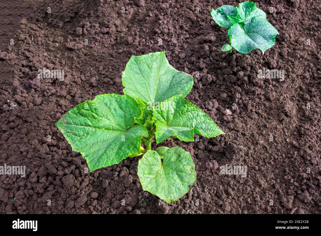 Cucumber. Young plant. Seedling in the ground Stock Photo - Alamy