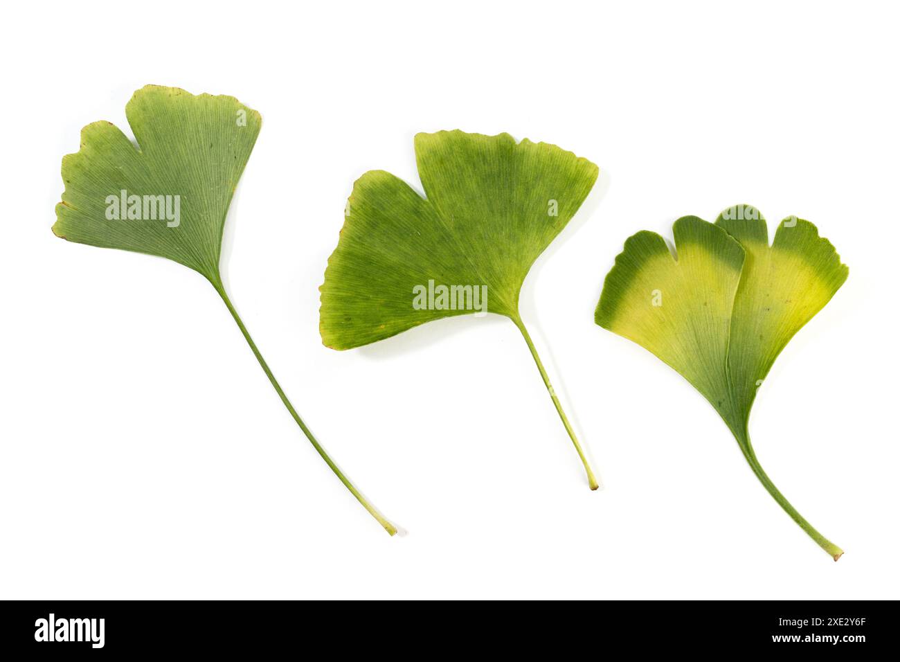 Group of Gingko Biloba leaves isolated on white background Stock Photo ...