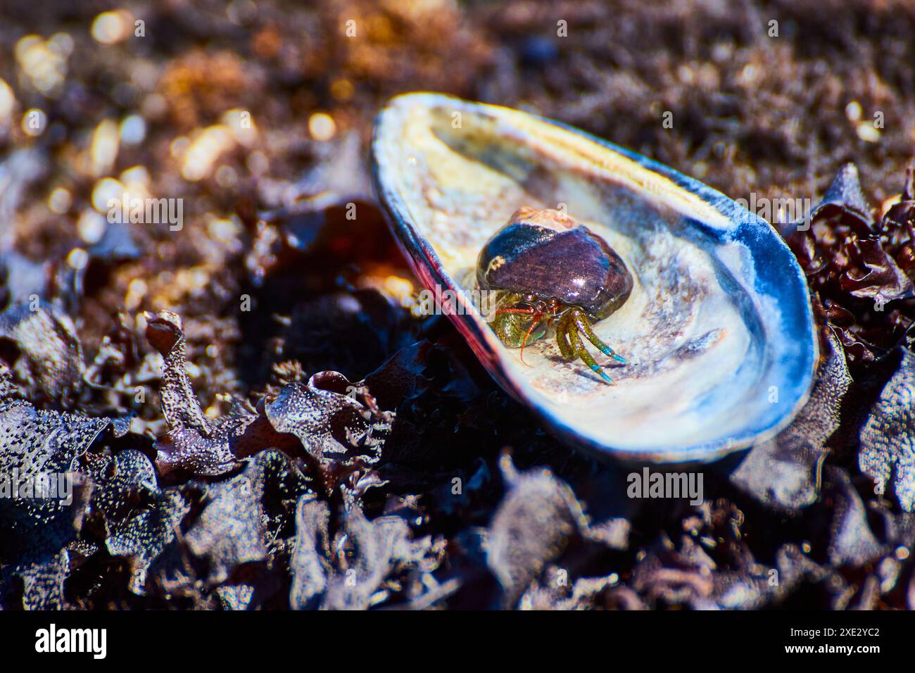 Hermit Crab in Seashell on Seaweed Bed Close-Up Stock Photo - Alamy