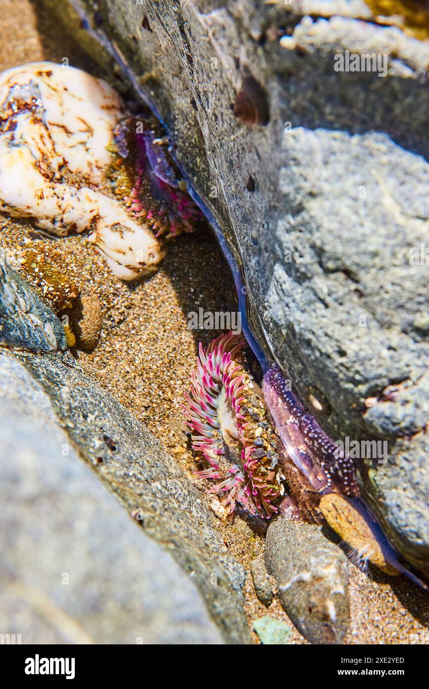 Colorful Tide Pool Marine Life Close-Up at Low Tide Stock Photo - Alamy