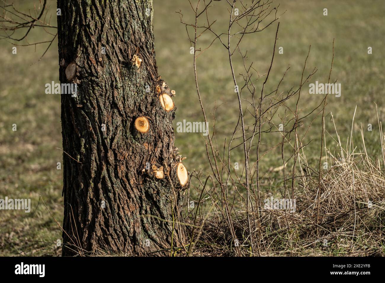 Trees with clear signs of being visited by an arborist Stock Photo - Alamy