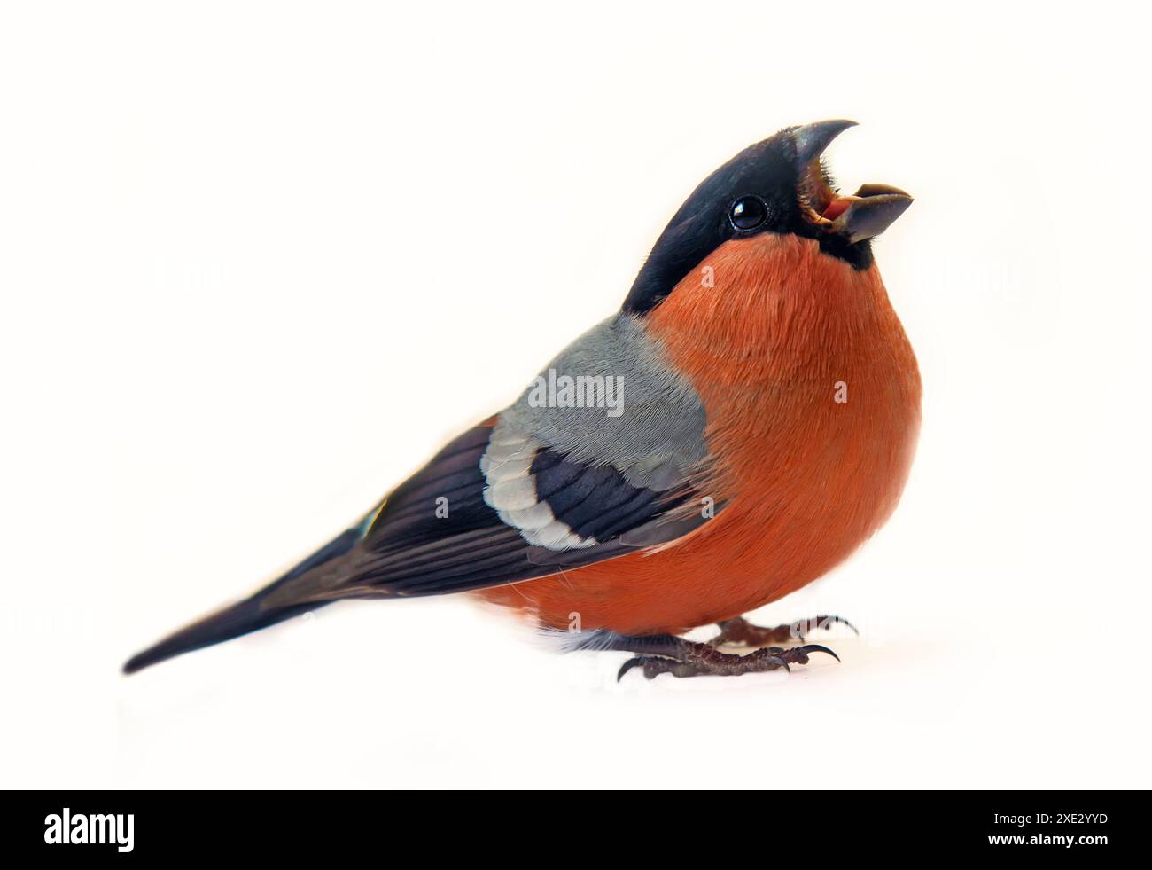 All beauteous Cut Out Stock Images & Pictures - Alamy