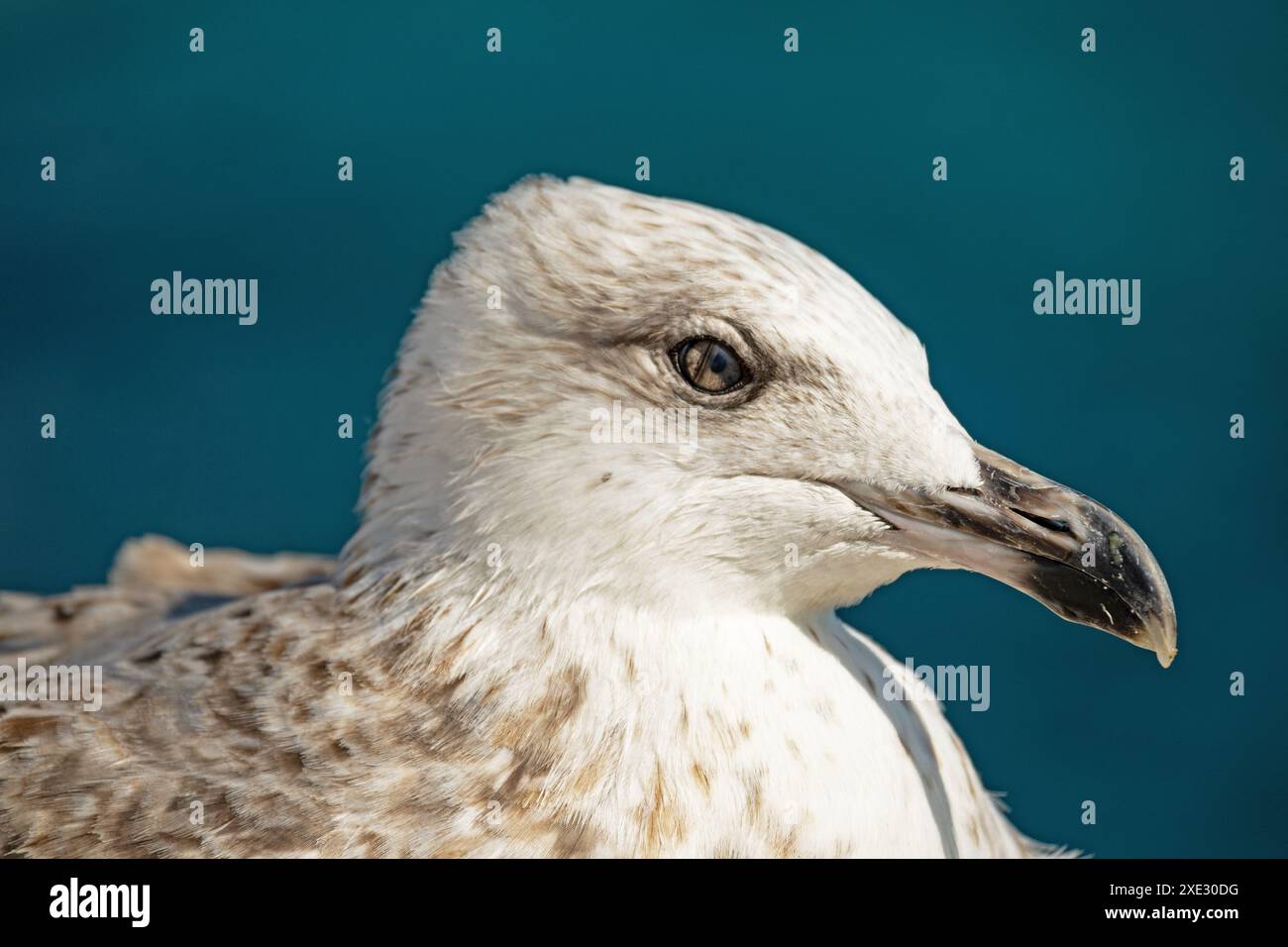 Portrait of a sea gull Stock Photo - Alamy