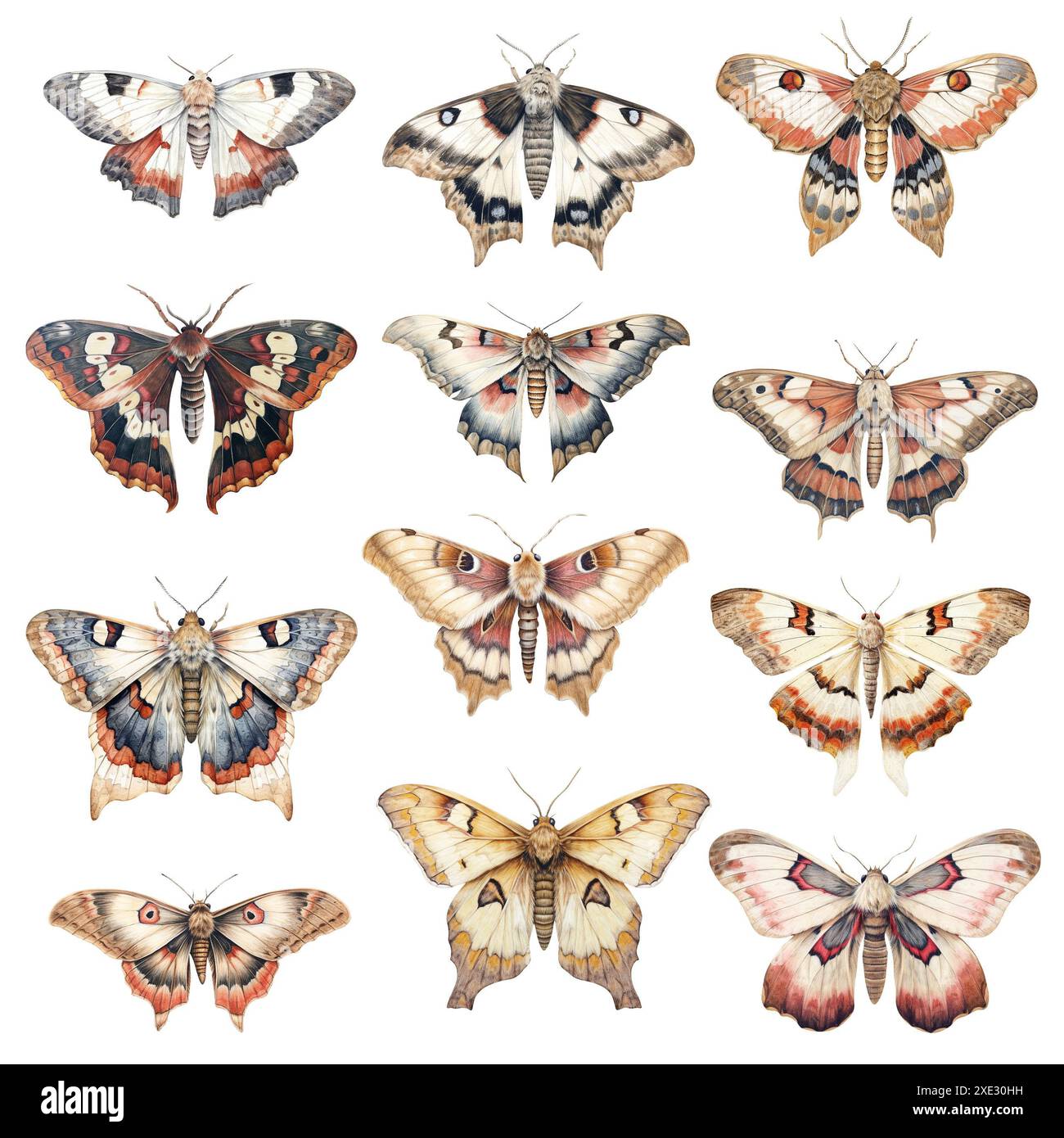 Moth watercolor set. Butterflies on white background. Luna moth Stock ...