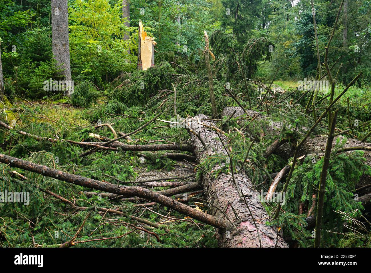 Storm damage in beech and coniferous forests; Swabian Alb; Baden ...