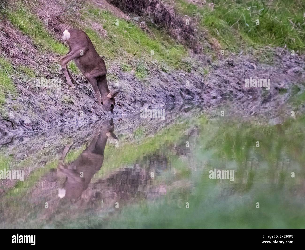 Roe deer, capreolus capreolus, drinking from splash with reflection in ...