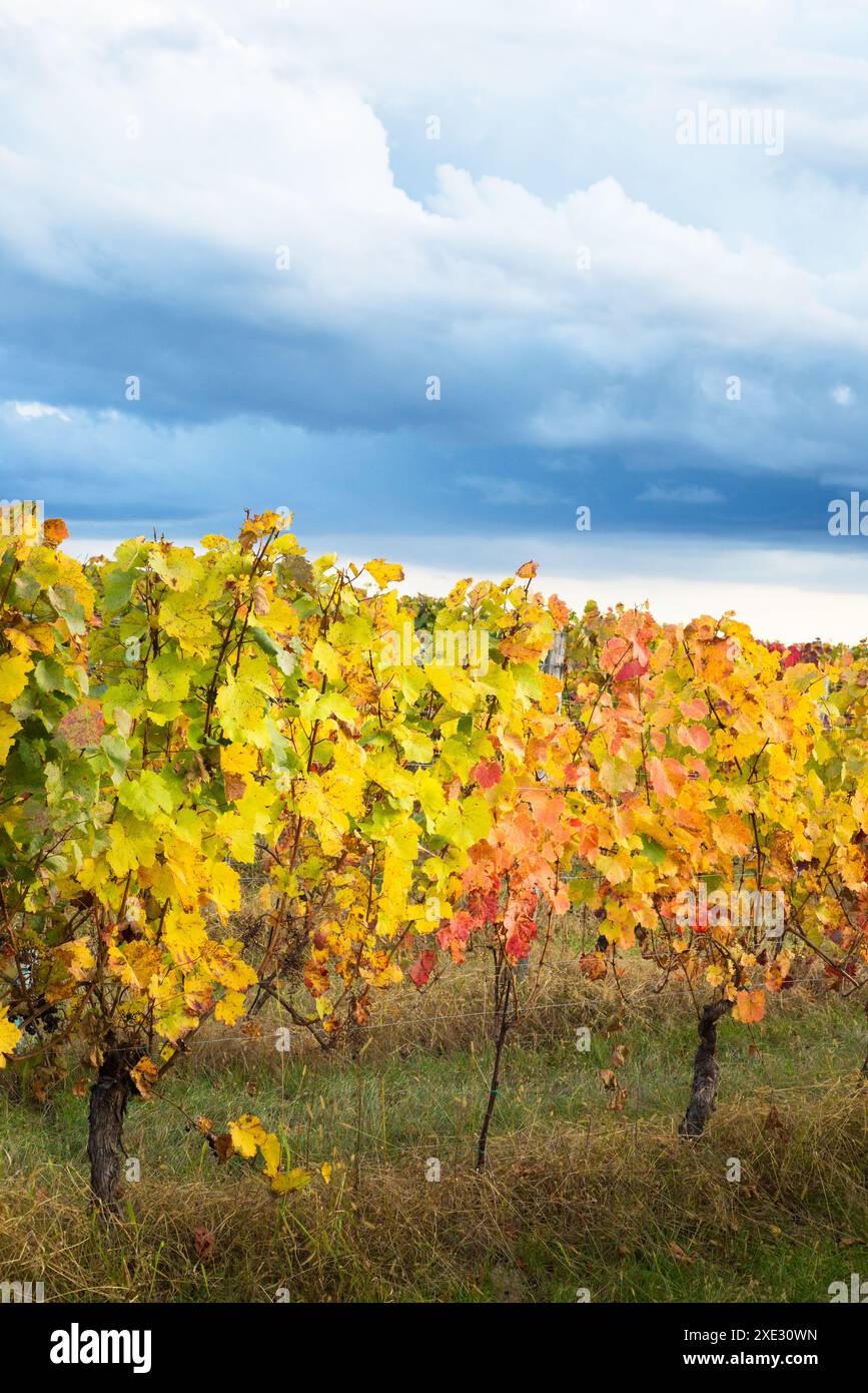 Vineyard sunlight in autumn hi-res stock photography and images - Alamy
