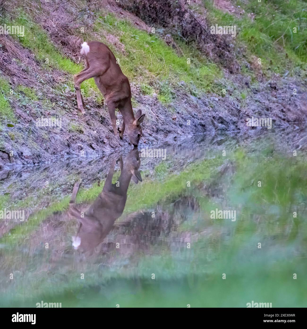 A young brown thirsty female roe deer drinking from a little lake in national wetland park ...