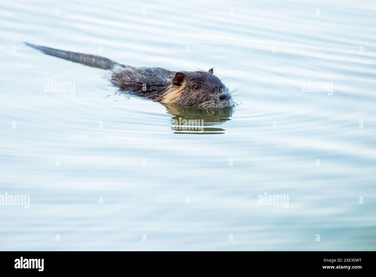 Nutria swimming in blue water Stock Photo - Alamy