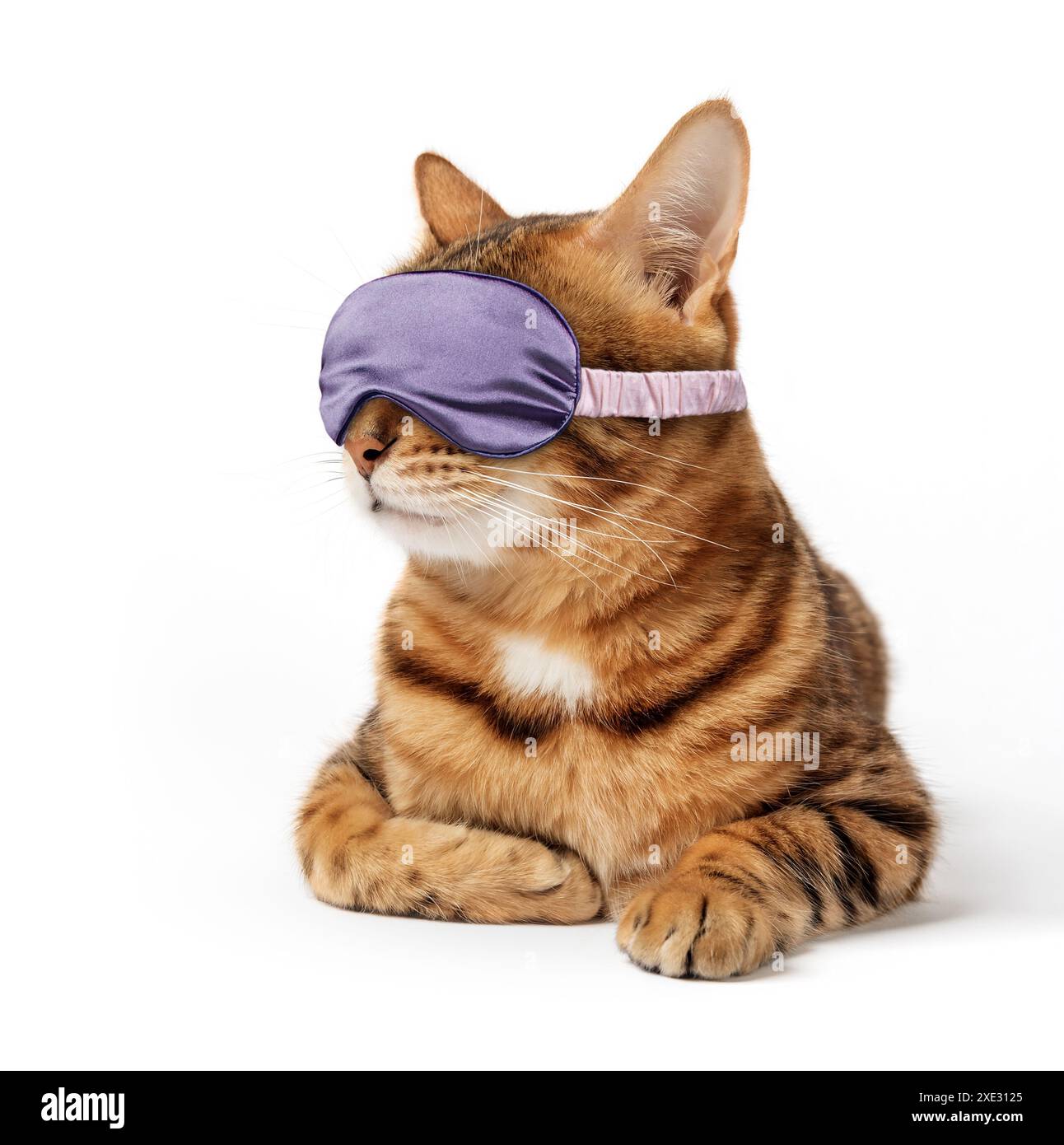 Bengal cat wearing an eye mask, sleep bandage on a white background ...