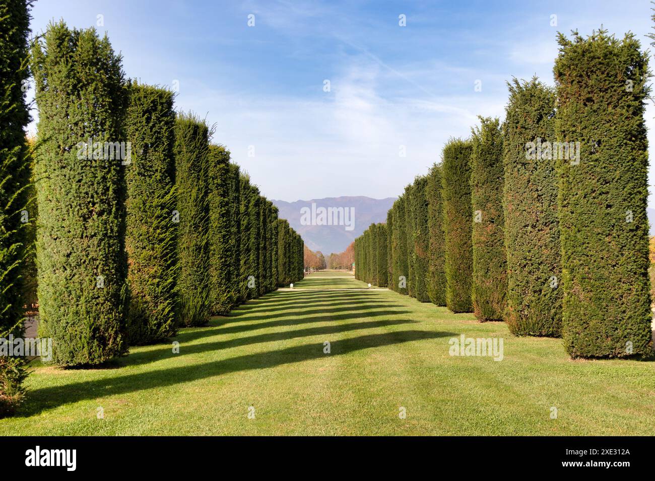 Trees with green grass and blue sky hi-res stock photography and images ...