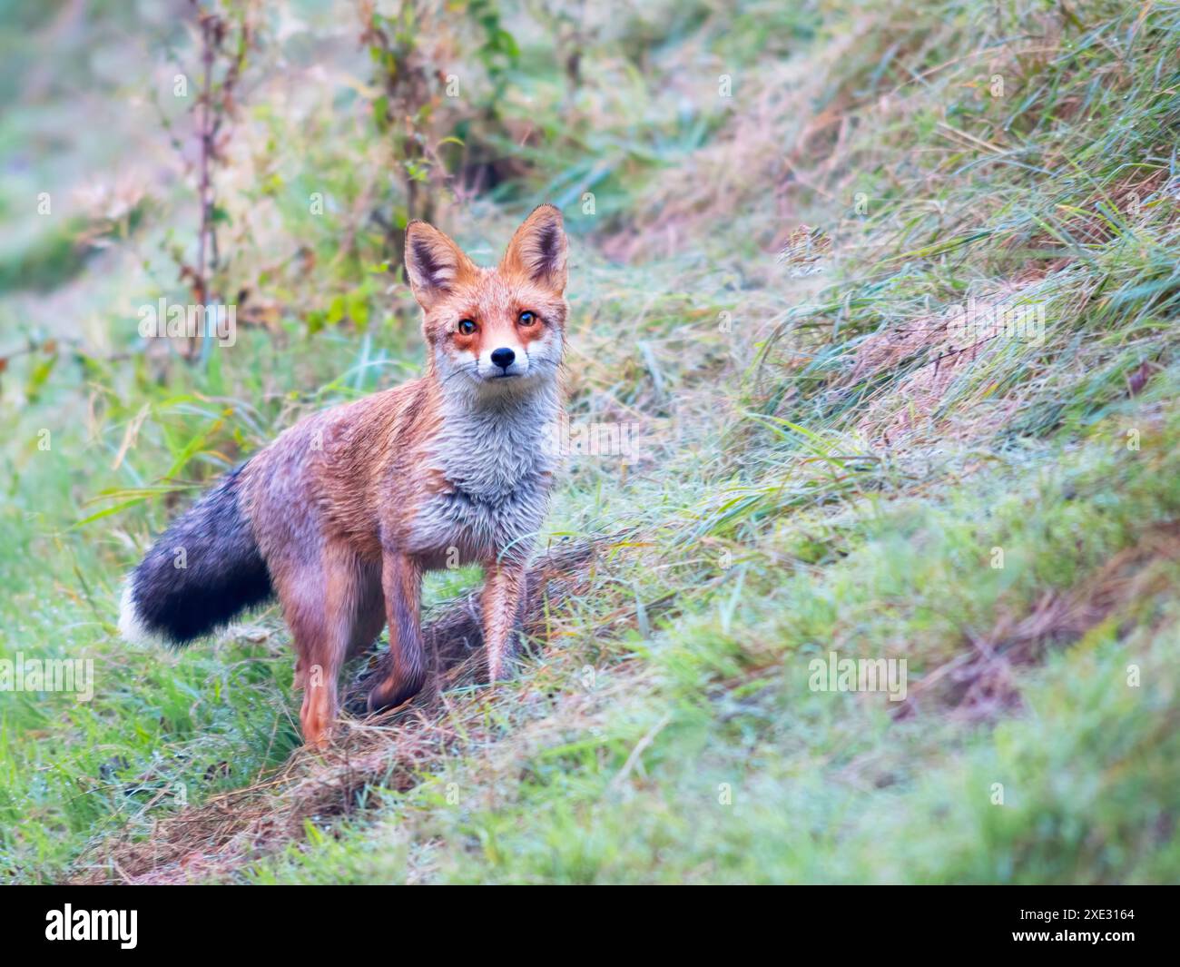 Fox looking up hi-res stock photography and images - Alamy