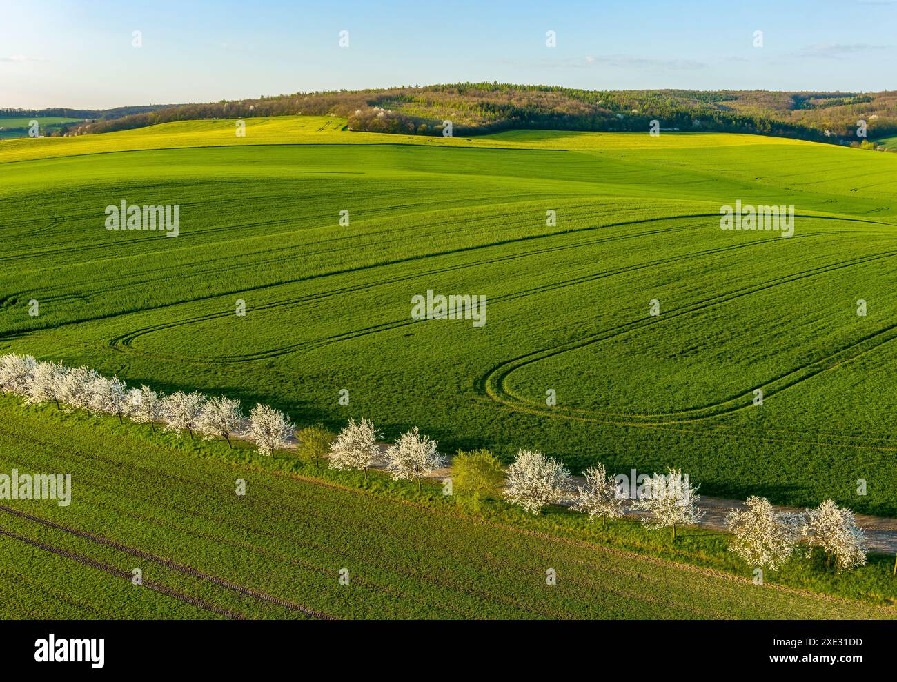 Green wavy hills with agricultural fields Stock Photo - Alamy