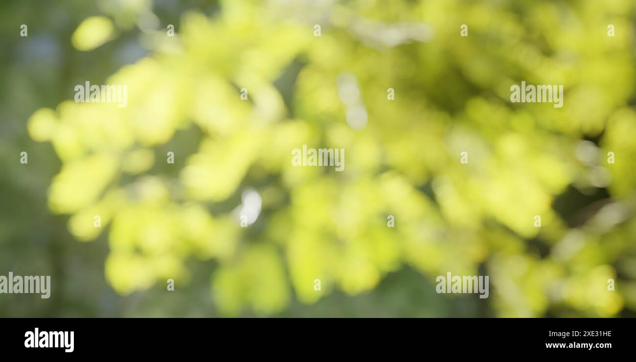 Green leaves tree branches in hi-res stock photography and images - Alamy