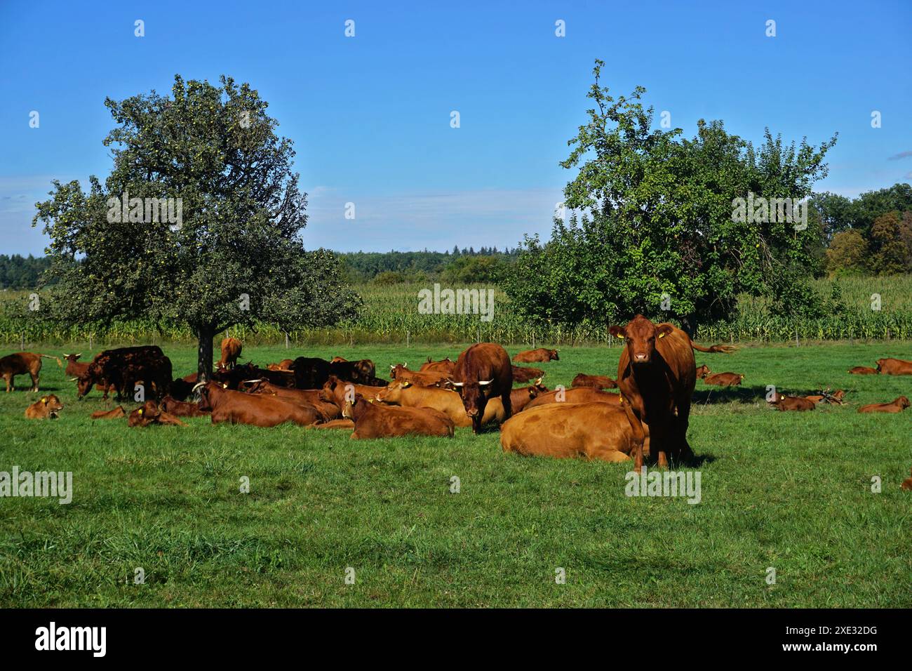 Herd of cows in the pasture, lying and chewing the cud Stock Photo - Alamy
