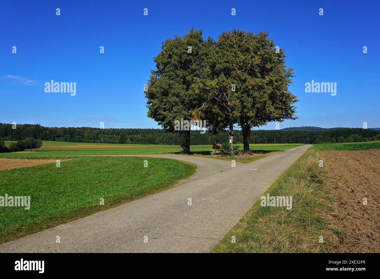 Fork in the road with a group of trees in the Swabian Alb, Germany ...