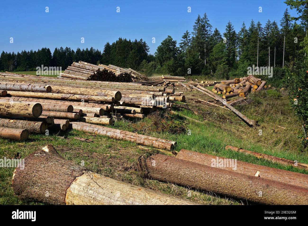 Forestry work in the Black Forest near the Gauchachschlucht; Germany ...