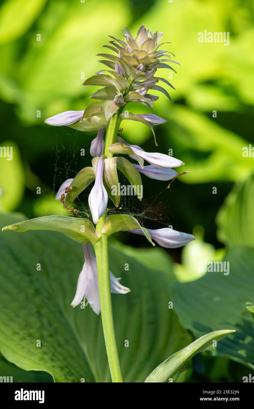 Close up of a hosta (Frances Williams) plantain lily in bloom Stock ...