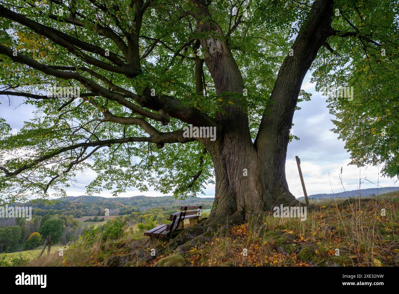 Tree in saxon switzerland hi-res stock photography and images - Alamy