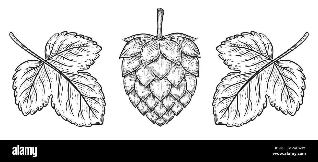 Hop cone plant for beer brewing, Humulus lupulus garden herb seed with ...