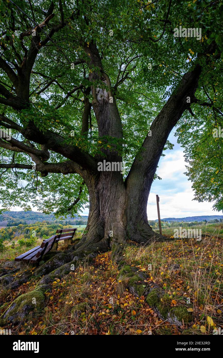 Tree in saxon switzerland hi-res stock photography and images - Alamy