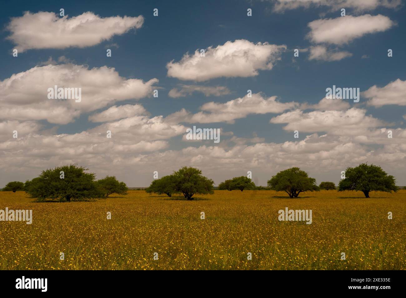 Pampas tree landscape, La Pampa province, Patagonia, Argentina Stock ...