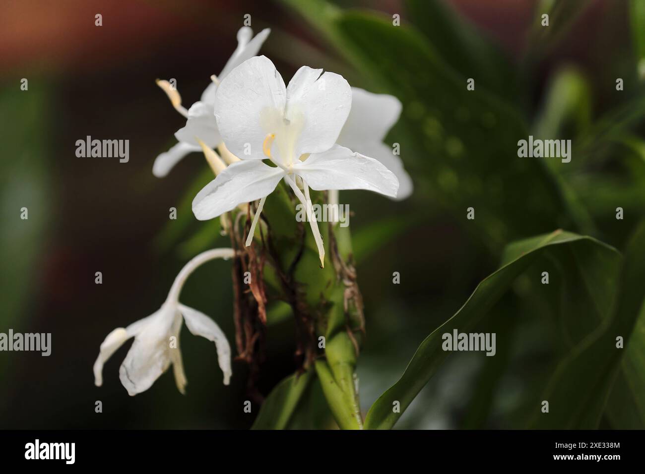 National flower of cuba hi-res stock photography and images - Alamy
