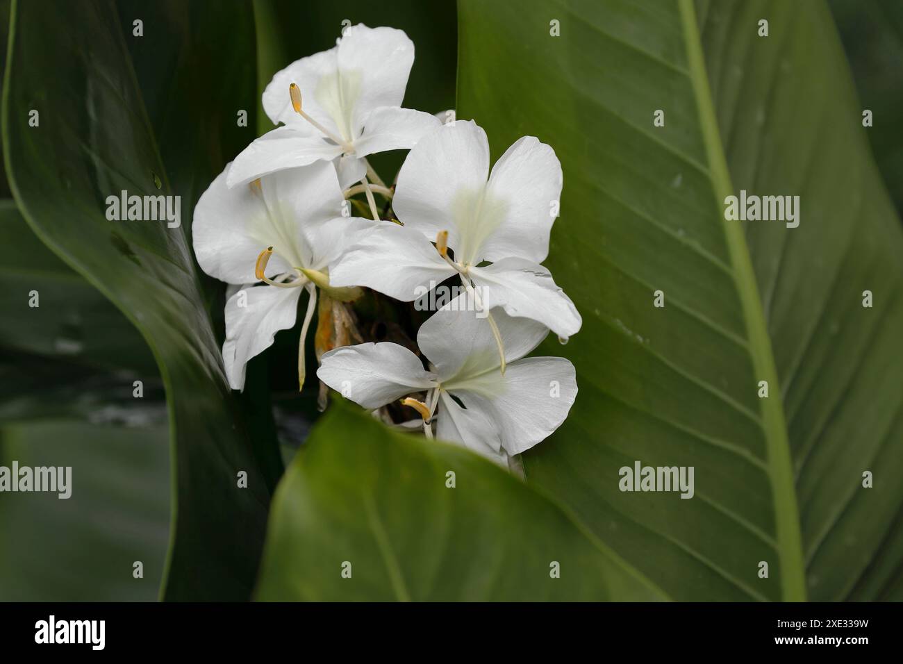 National flower of cuba hi-res stock photography and images - Alamy