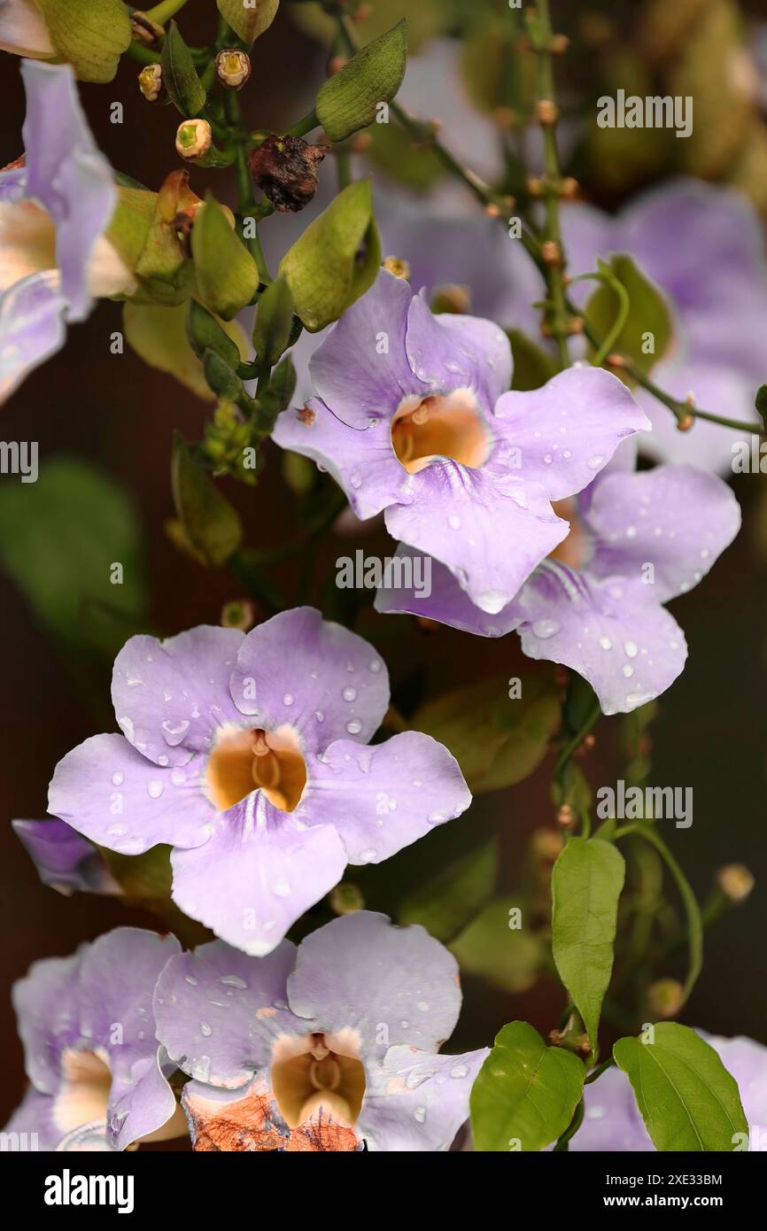 Tapered inflorescence hi-res stock photography and images - Alamy