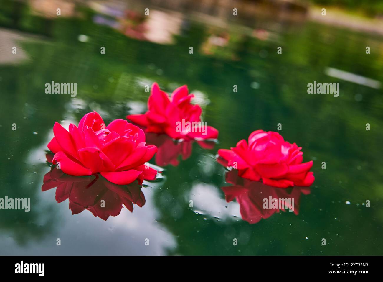 Intricate red roses hi-res stock photography and images - Alamy