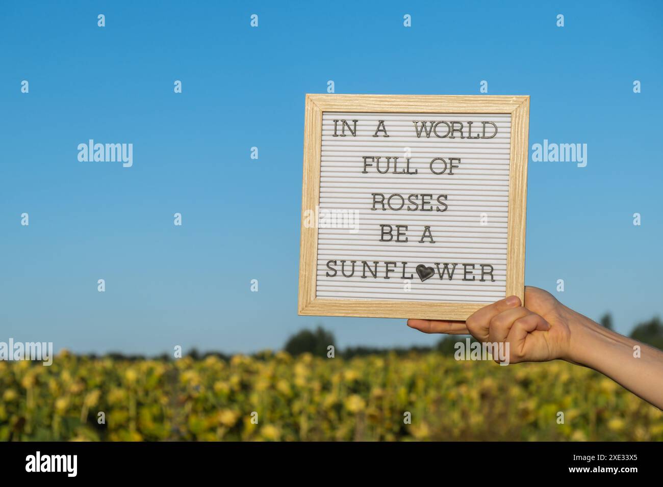 Sunflower quote hi-res stock photography and images - Alamy