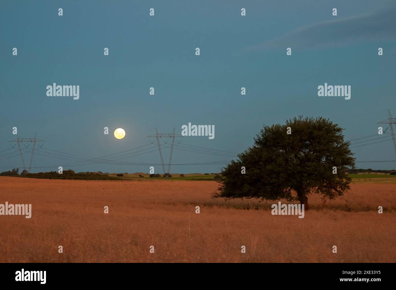 Pampas tree landscape, La Pampa province, Patagonia, Argentina Stock ...