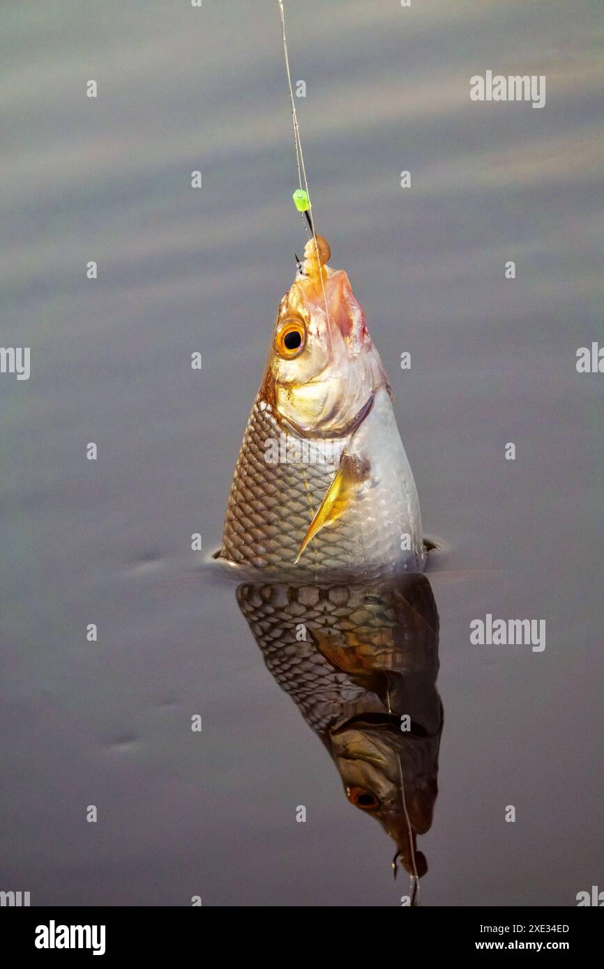 Fishing set up hi-res stock photography and images - Alamy