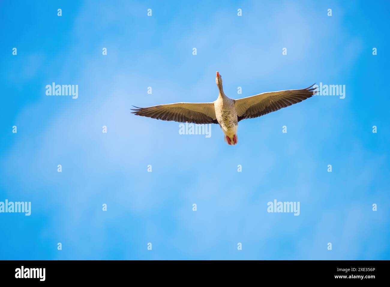 Flying goose above Stock Photo - Alamy