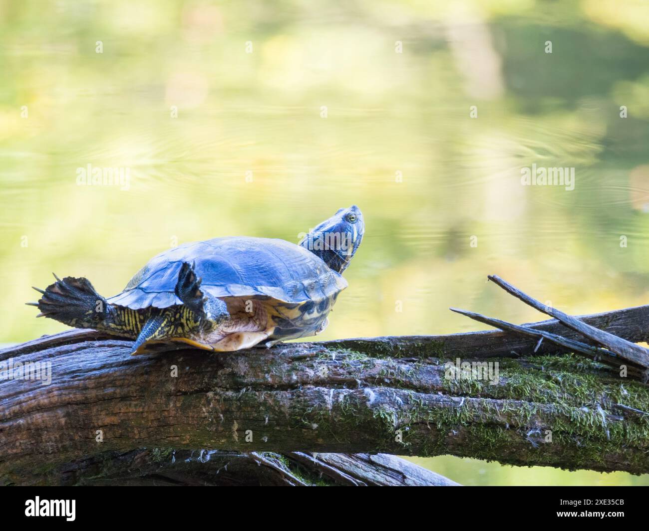 Turtle on log in water. Turtle basks in the sun on a rock in the middle ...