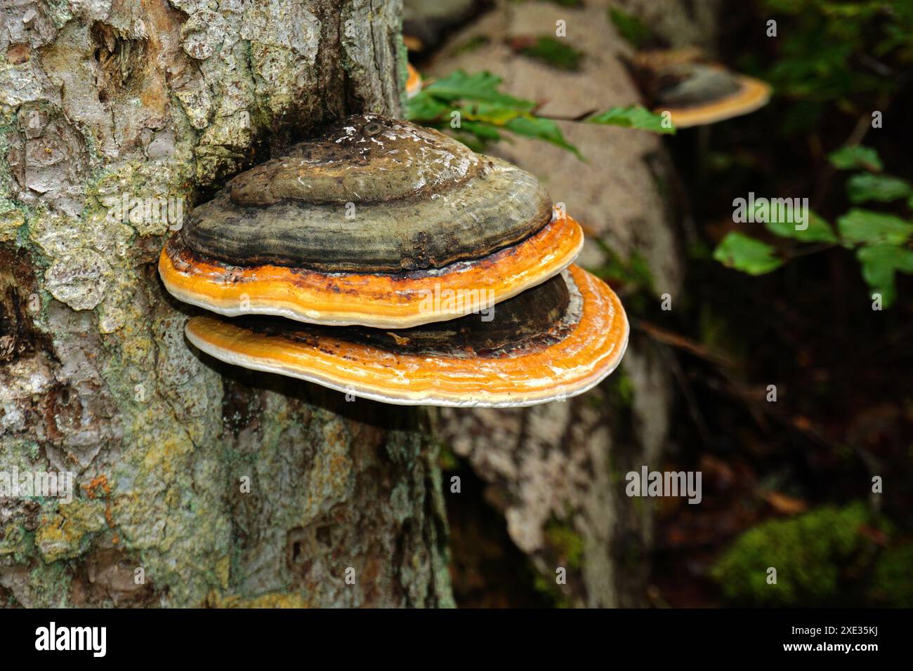 Red band fungus; red-banded polypore Stock Photo - Alamy