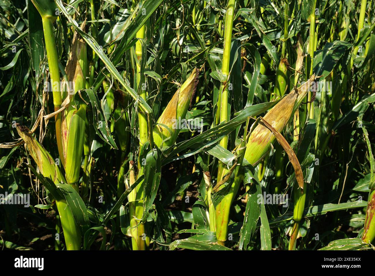 Corn field with corn cobs on the plant Stock Photo - Alamy