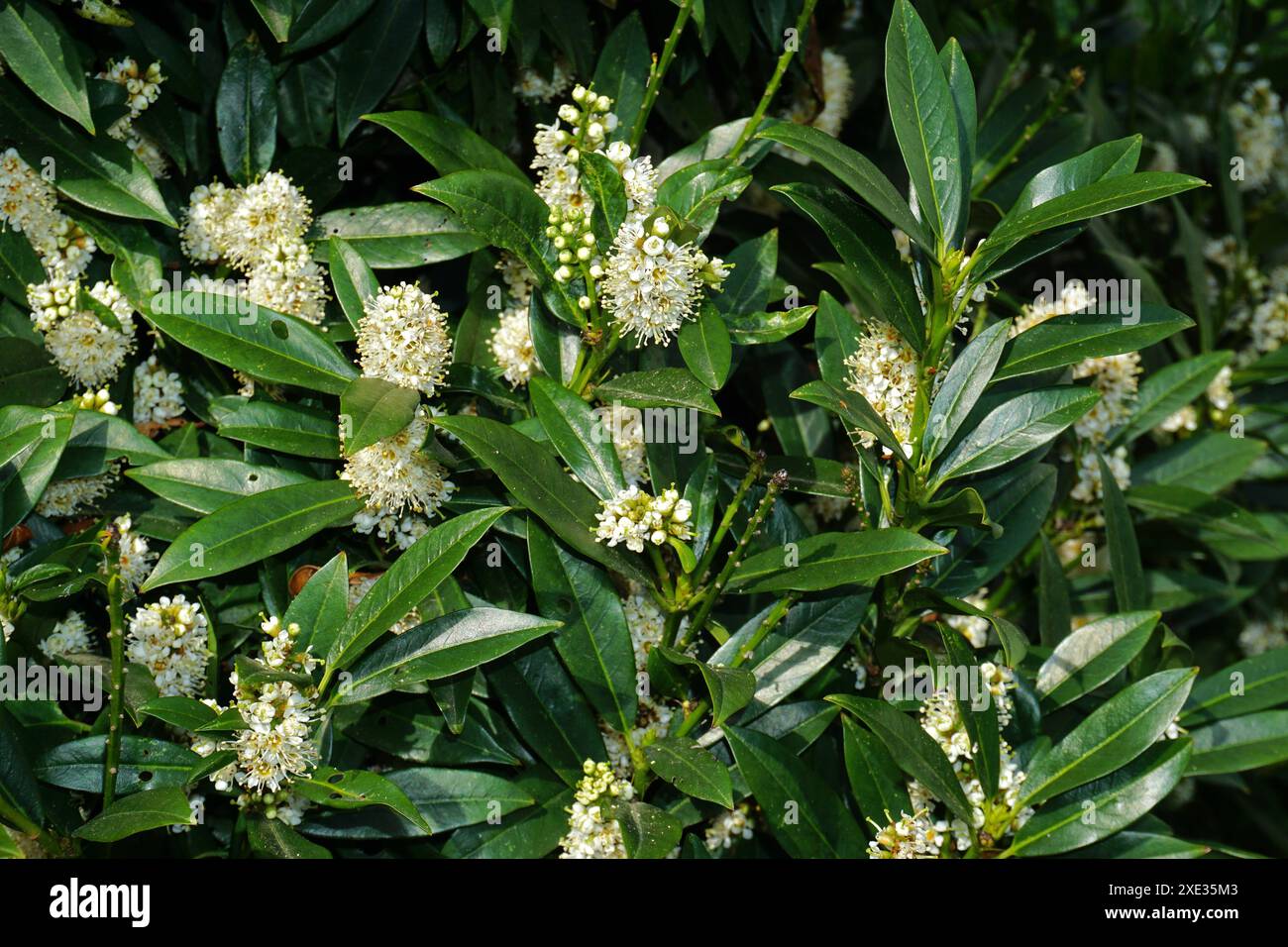Cherry laurel; flowering shrub Stock Photo - Alamy