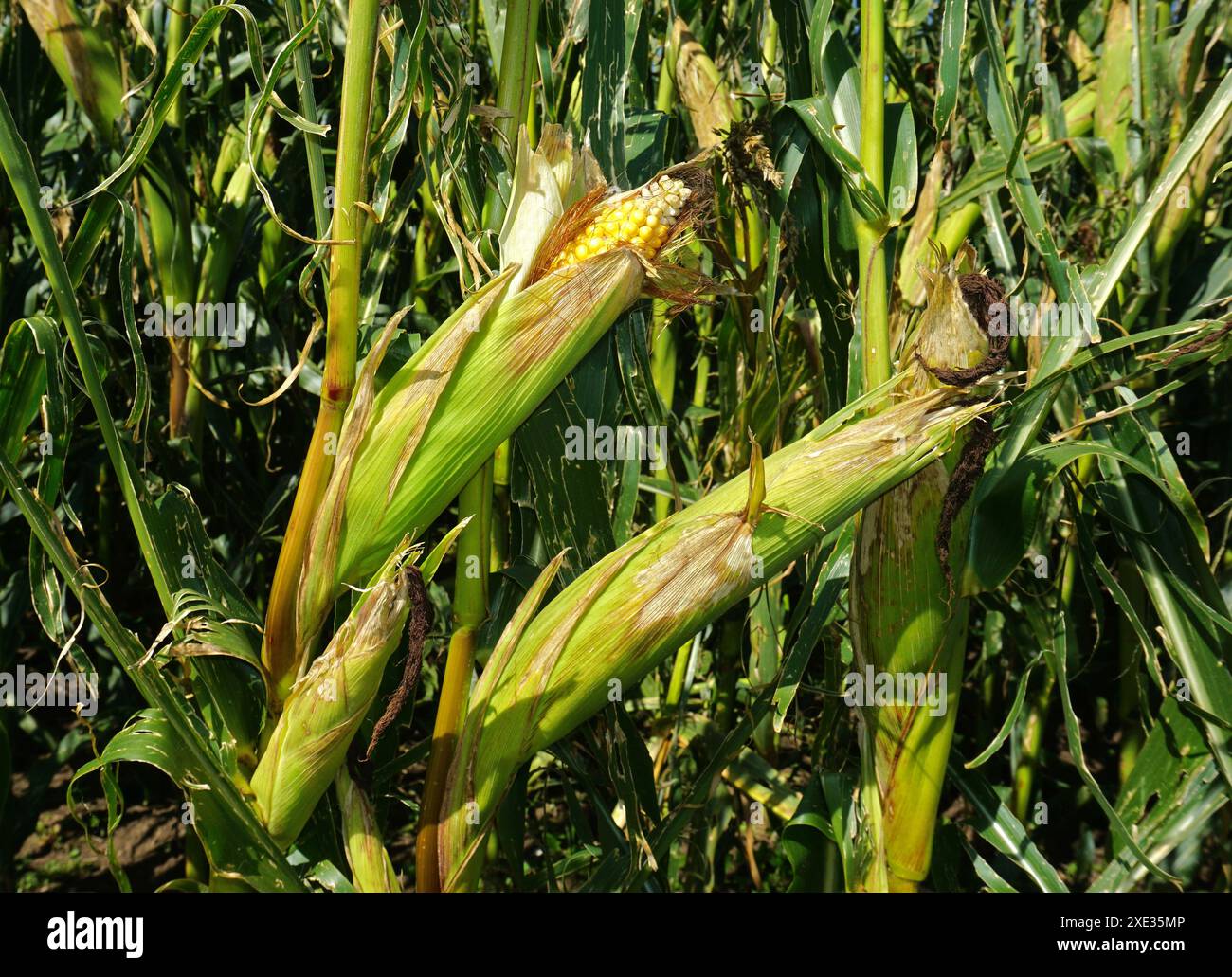 Poaceae corn hi-res stock photography and images - Alamy