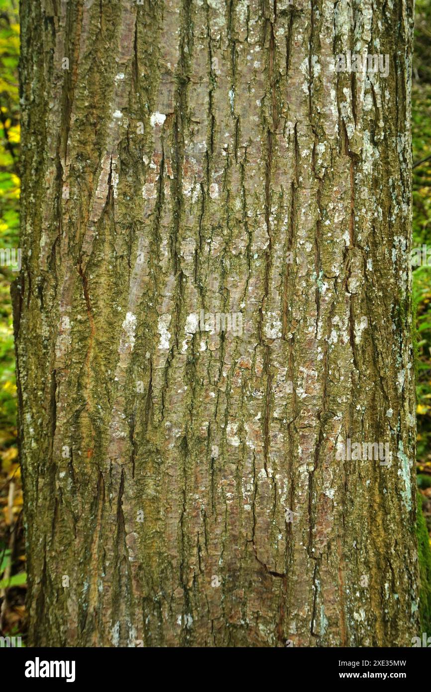 Lime tree bark hi-res stock photography and images - Alamy