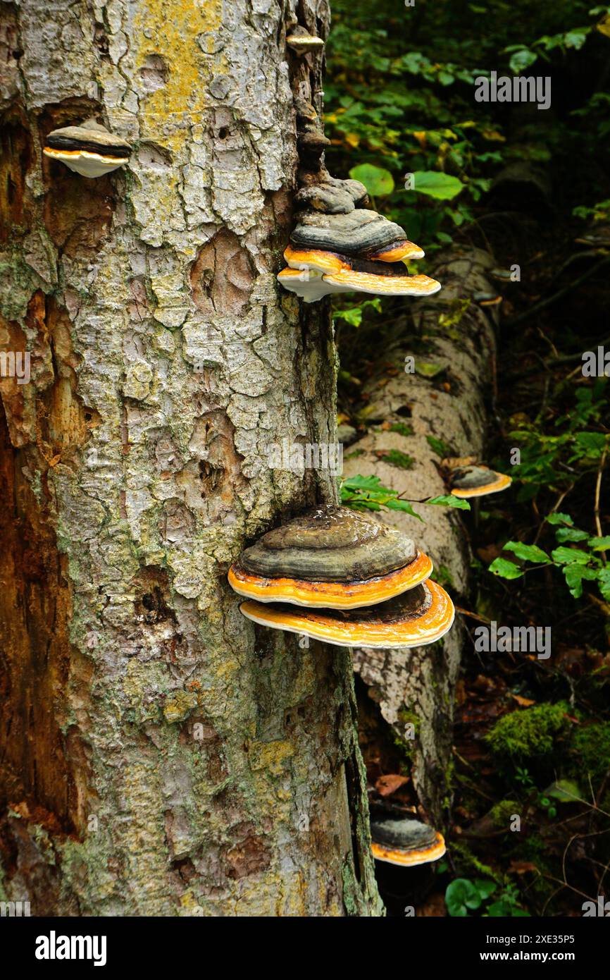 Red band polypore hi-res stock photography and images - Alamy